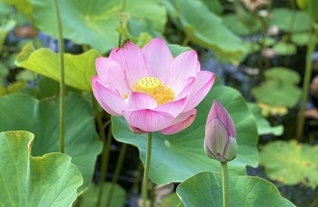 山刀伐（なたぎり）ハス園（山形県尾花沢市）で優雅に開花したハス。花言葉の一つに「清らかな心」と＝山形・塙広一通信員