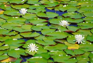 千代田湖には、スイレンが群れ咲いていました。私も自分らしく、清らかな使命の花を咲かせていきます（松野博美通信員）